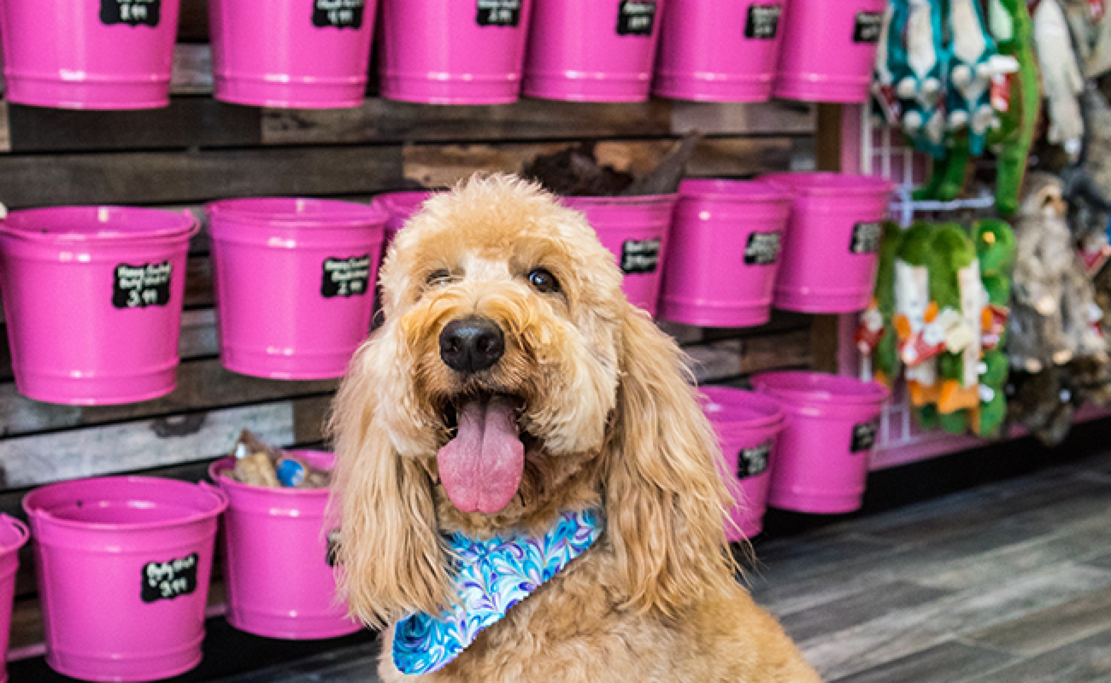 Woof Gang Bakery & Grooming Franchise For Sale