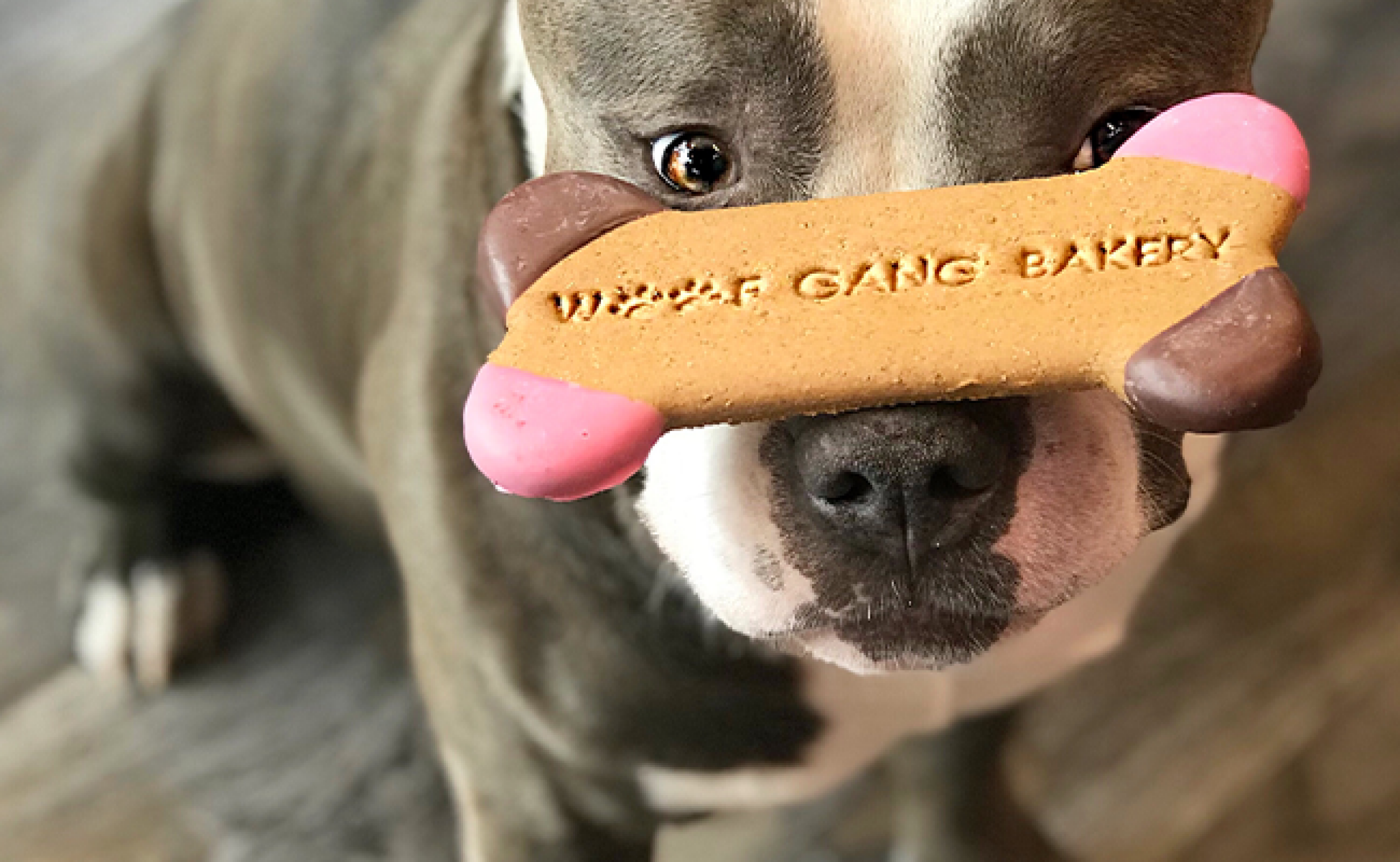Woof Gang Bakery & Grooming Franchise For Sale