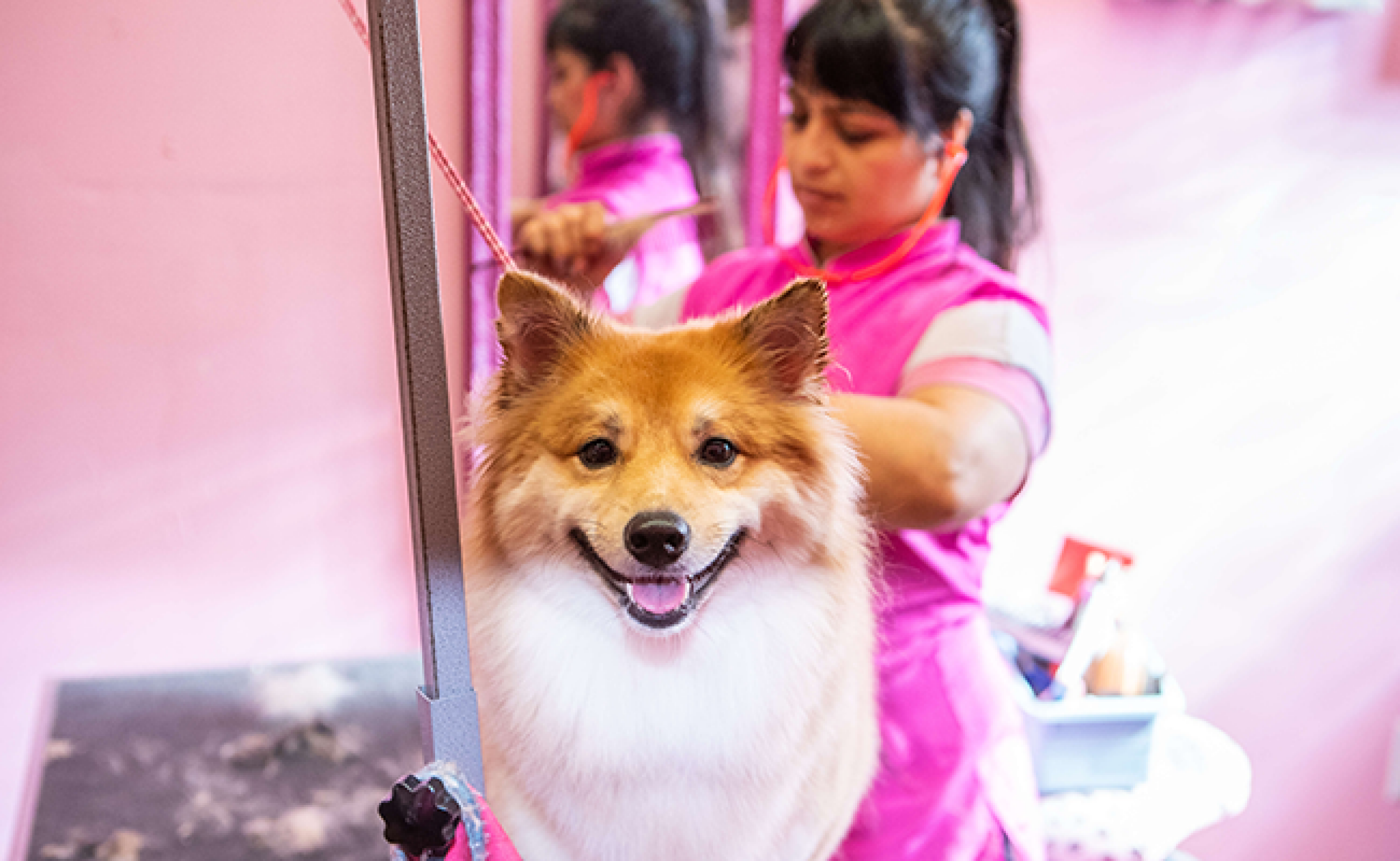 Woof Gang Bakery & Grooming Franchise For Sale